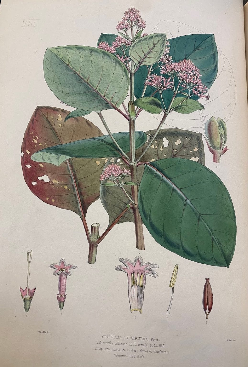 Planting Power: How the British Empire grew from Indigenous Knowledge | MBC